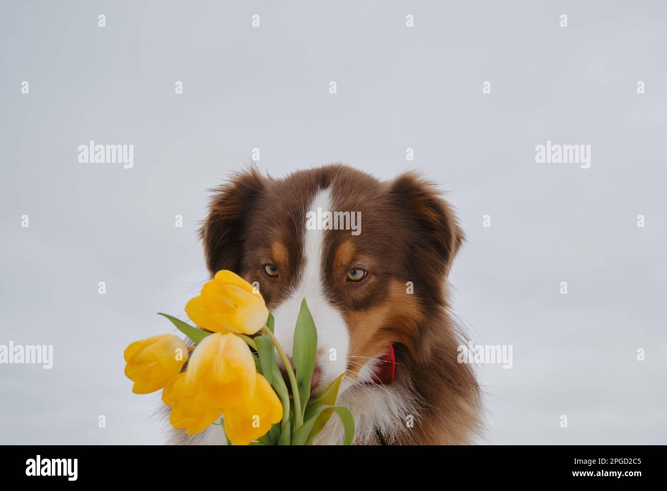 Brown Australian Shepherd with bouquet yellow tulips meets spring ...
