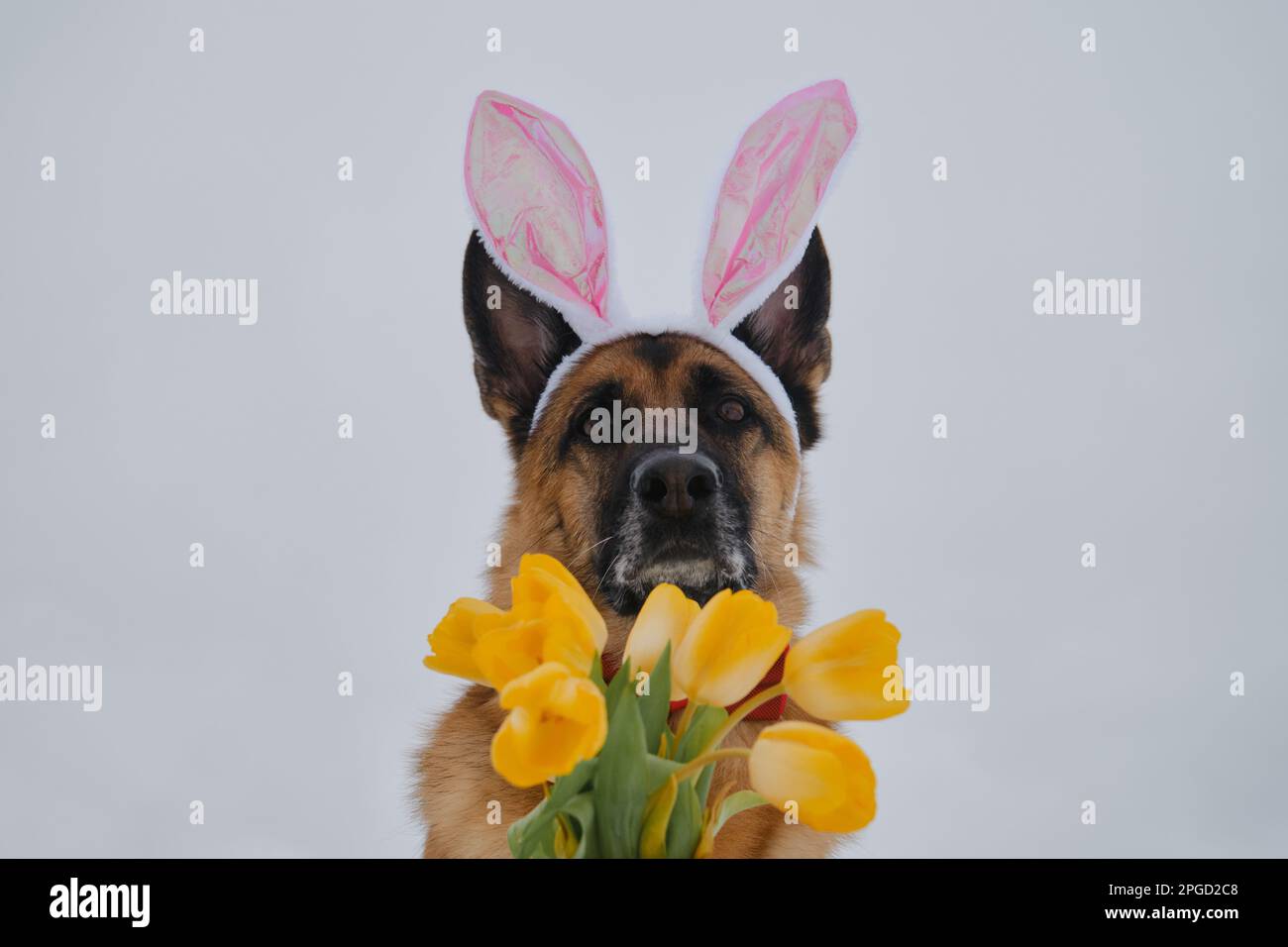 Gentleman dog wears red bow tie outdoor. Greeting card. Concept of pet ...