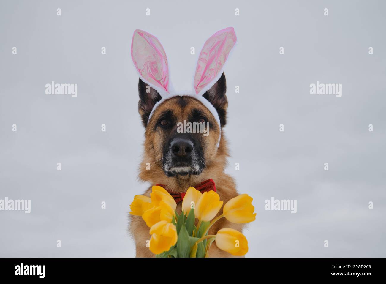 Gentleman dog wears red bow tie outdoor. Greeting card. Concept of pet ...