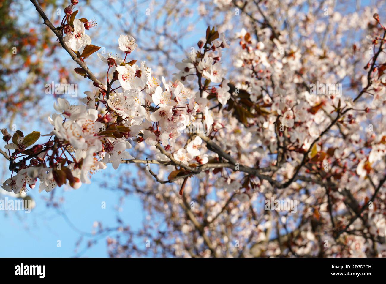 Newborn , Newborn Sakura Flower And A sakura tree and sakura branches ...