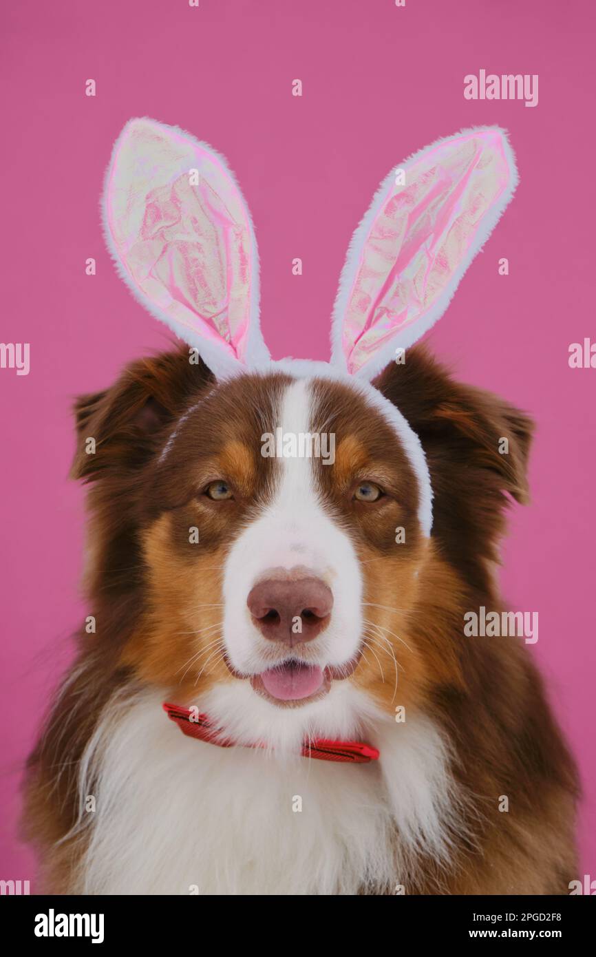 Concept of pet celebrating Catholic Easter in hare costume. A brown ...