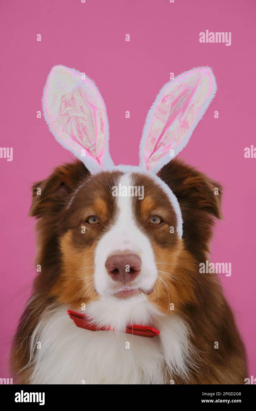 Concept of pet celebrating Catholic Easter in hare costume. A brown ...