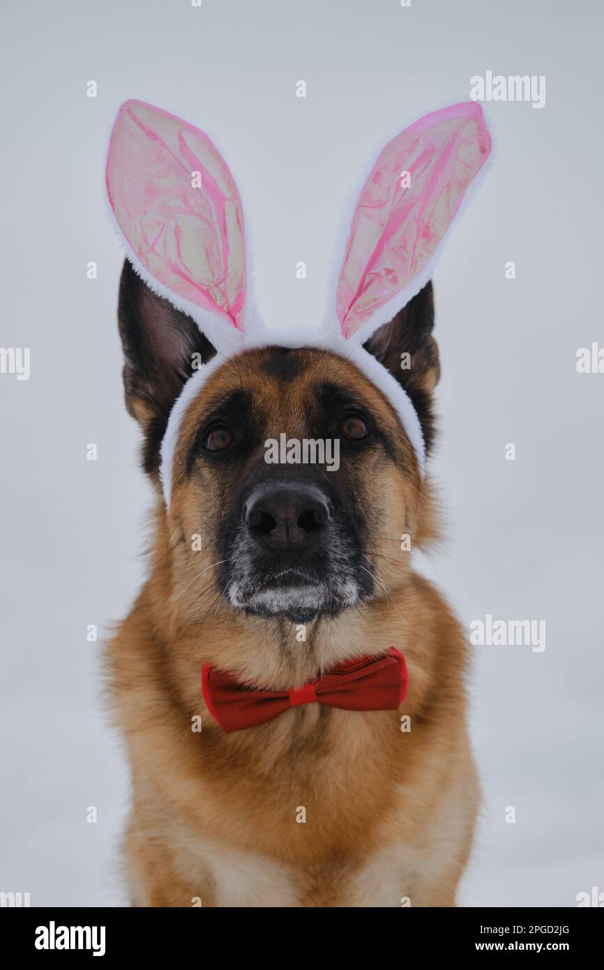 German Shepherd wears pink Easter bunny ears on head. Dog in hare ...