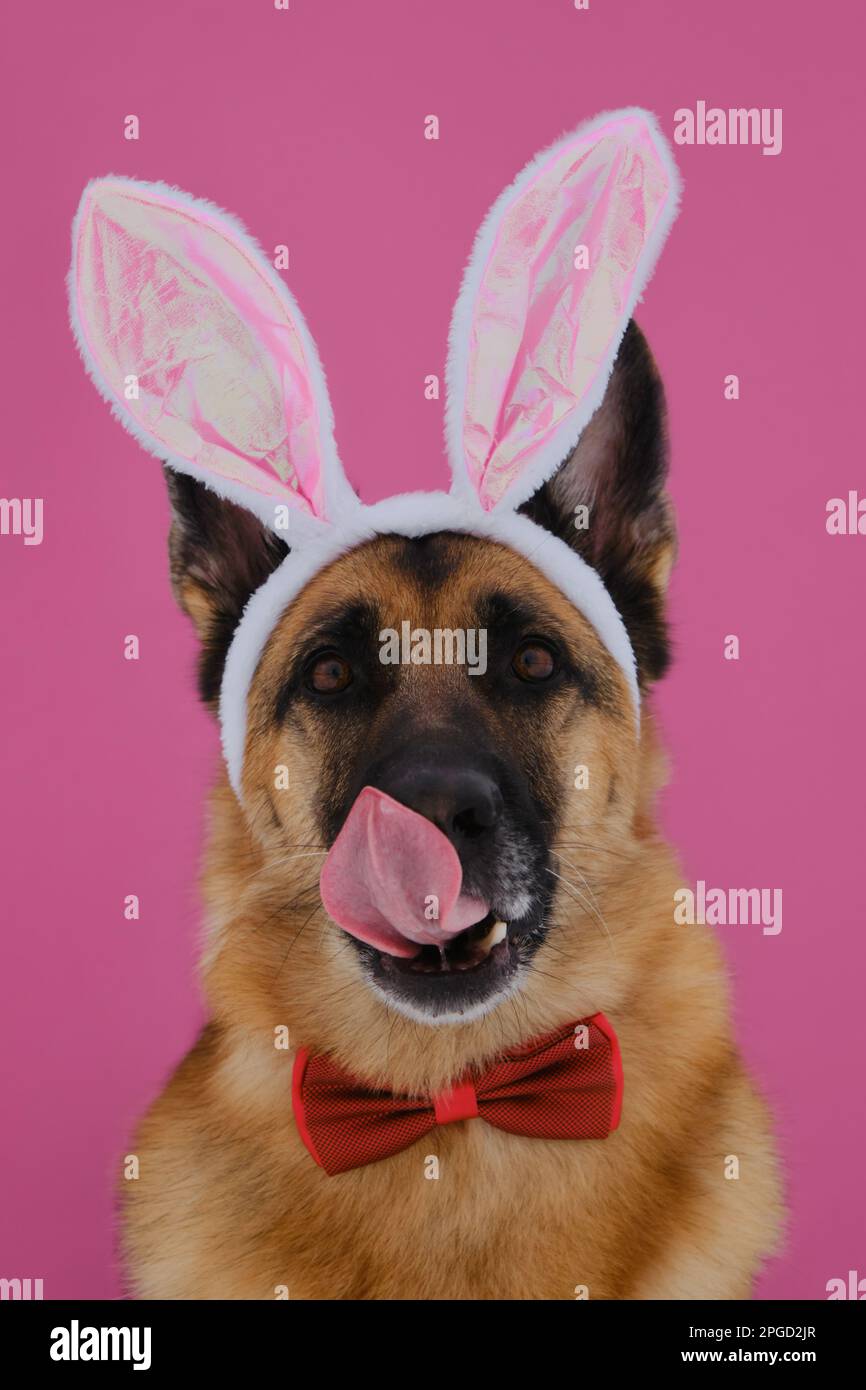 Concept of pet celebrating Catholic Easter in hare costume. A German ...
