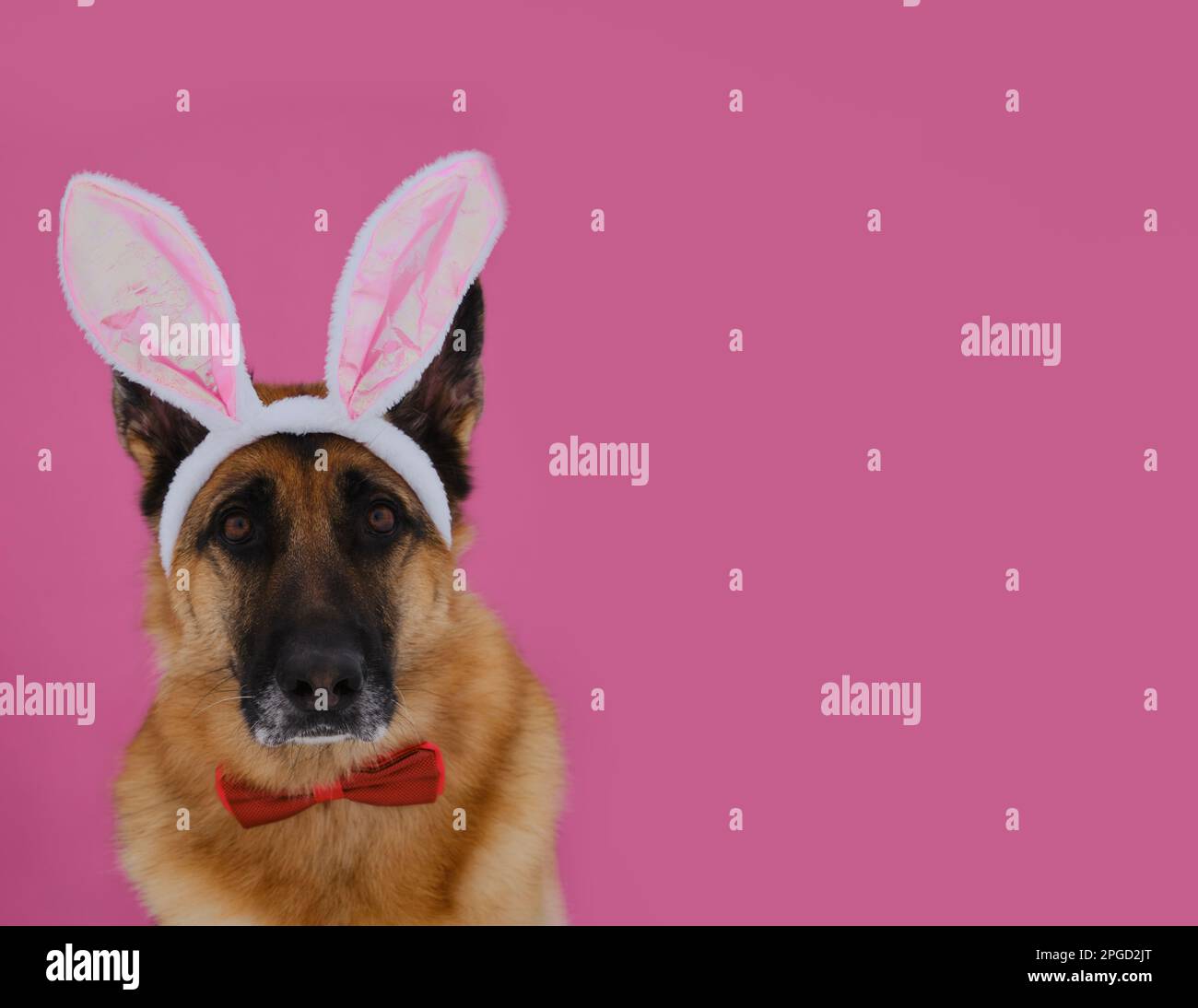 Concept of pet celebrating Catholic Easter in hare costume. German ...