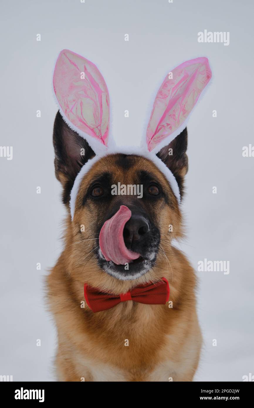 German Shepherd wears pink Easter bunny ears on head. Dog in hare ...