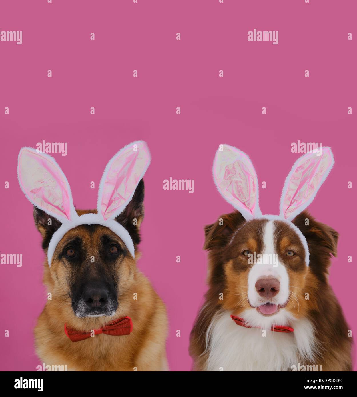 Concept of pets celebrates Catholic Easter in hare costume. German and ...