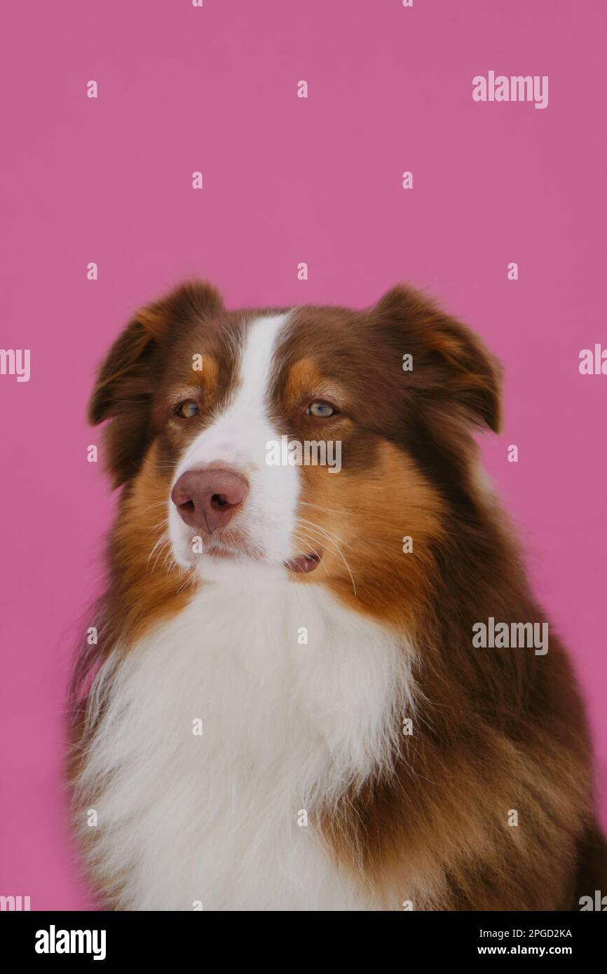 Brown Australian Shepherd studio portrait close up on pink background ...
