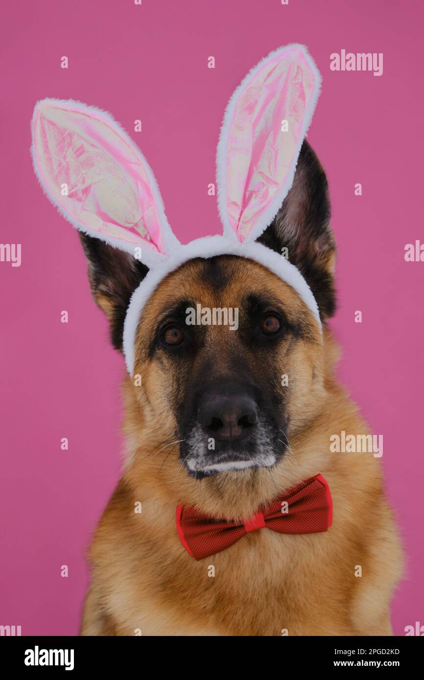 Concept of pet celebrating Catholic Easter in hare costume. German ...
