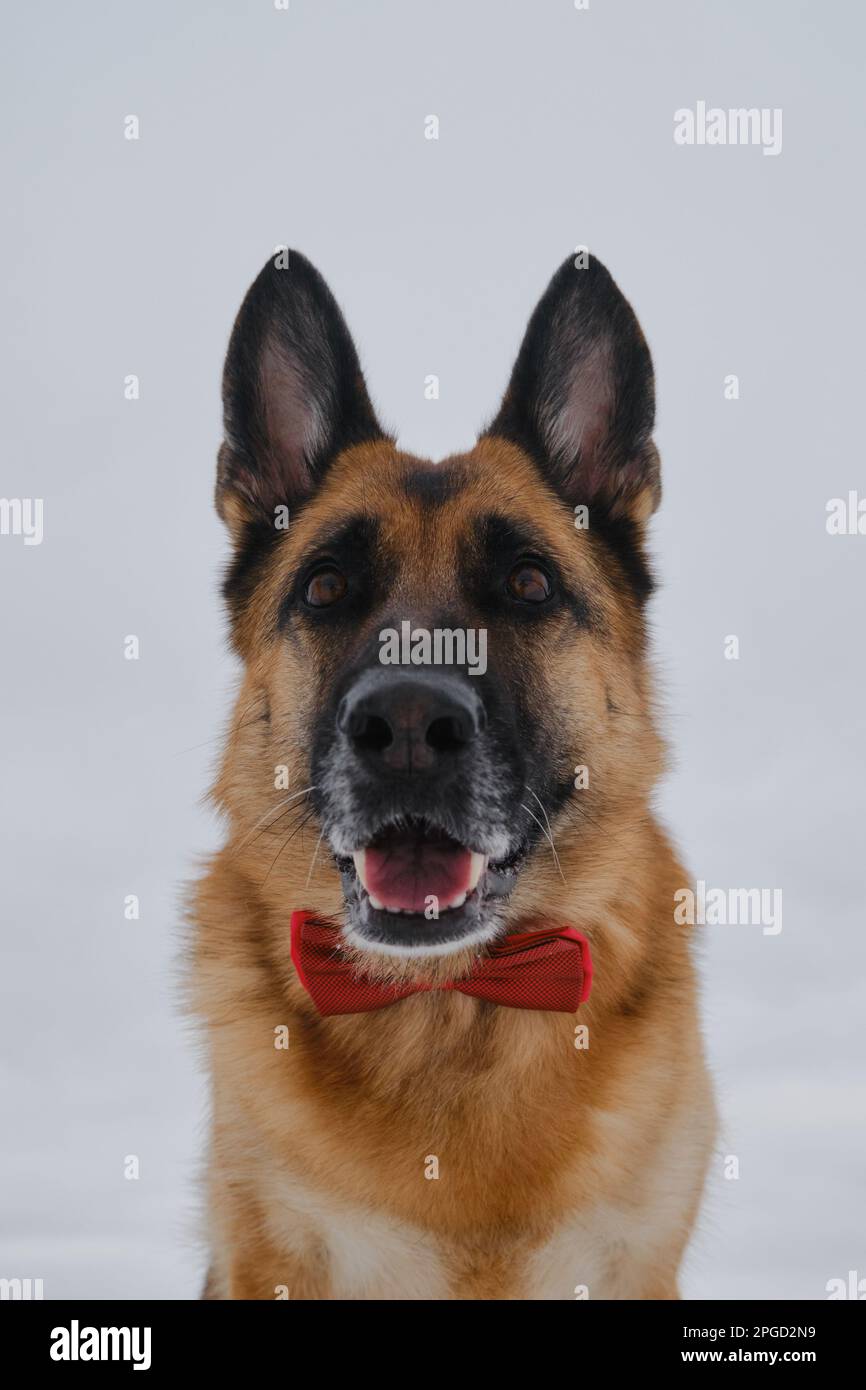 German Shepherd wears red bow. Happy dog in gentlemans suit against ...