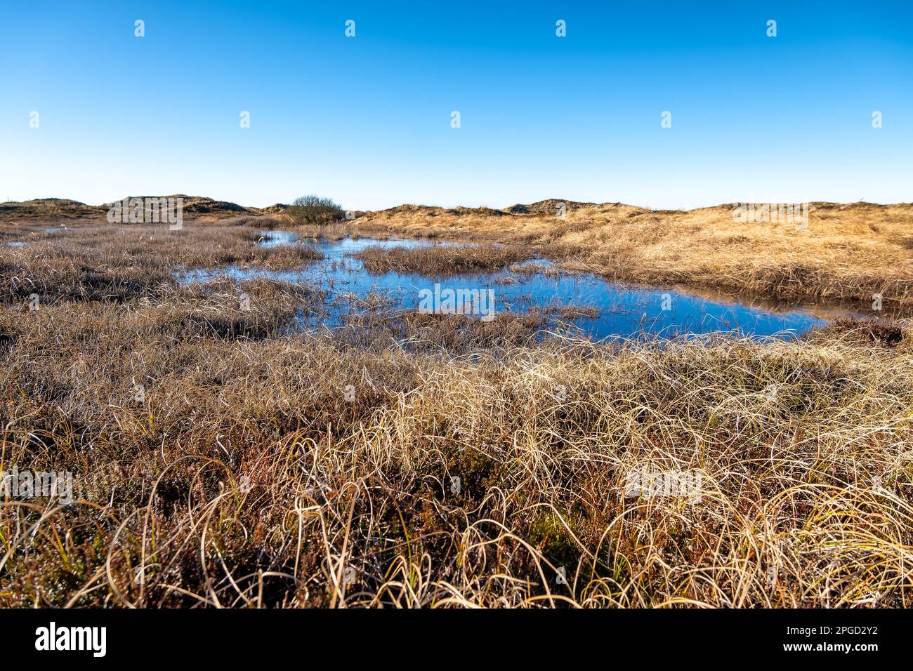 Wilderness behind Lild and Bulberg with dunes and wild plants, Denmark ...