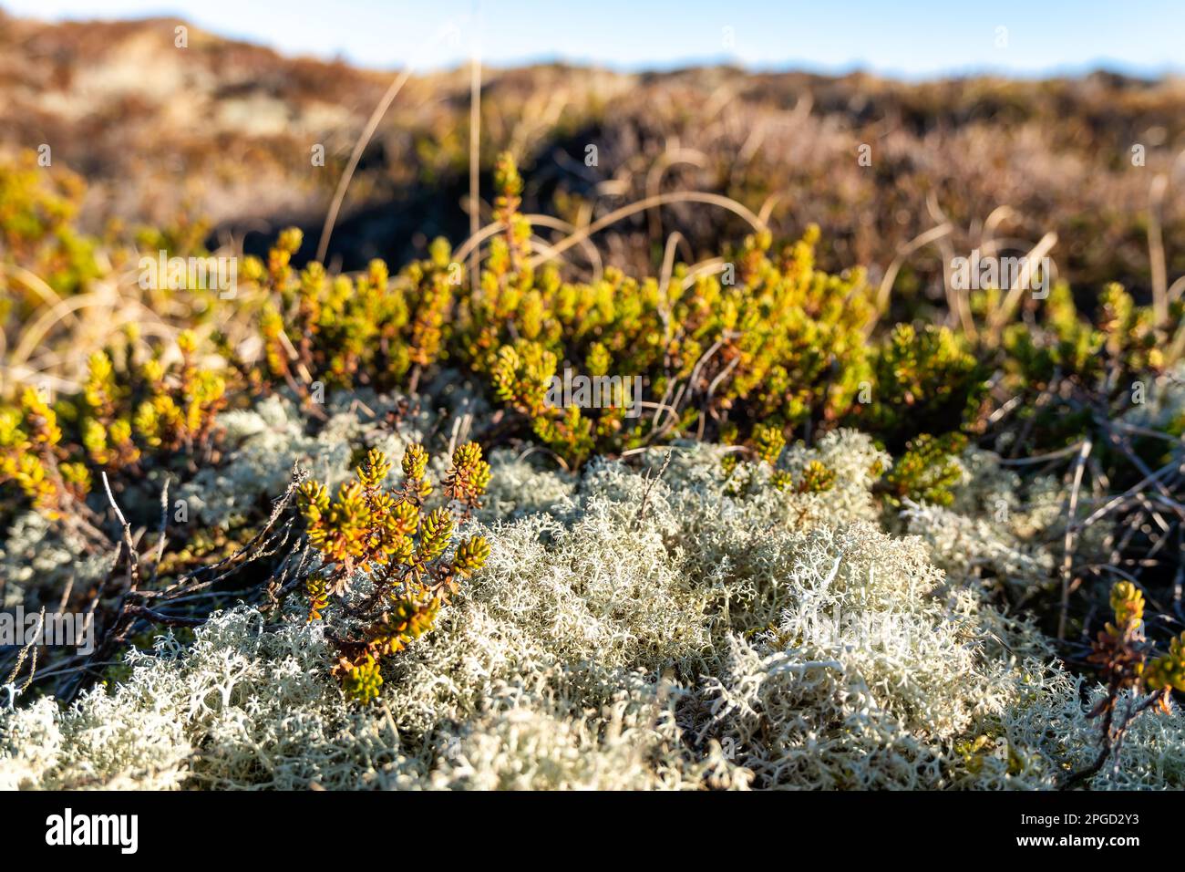Wilderness behind Lild and Bulberg with dunes and wild plants, Denmark ...