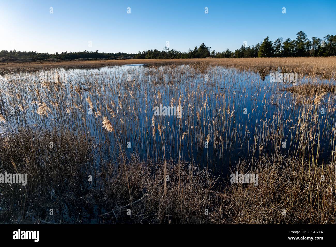 Wilderness behind Lild and Bulberg with dunes and wild plants, Denmark ...