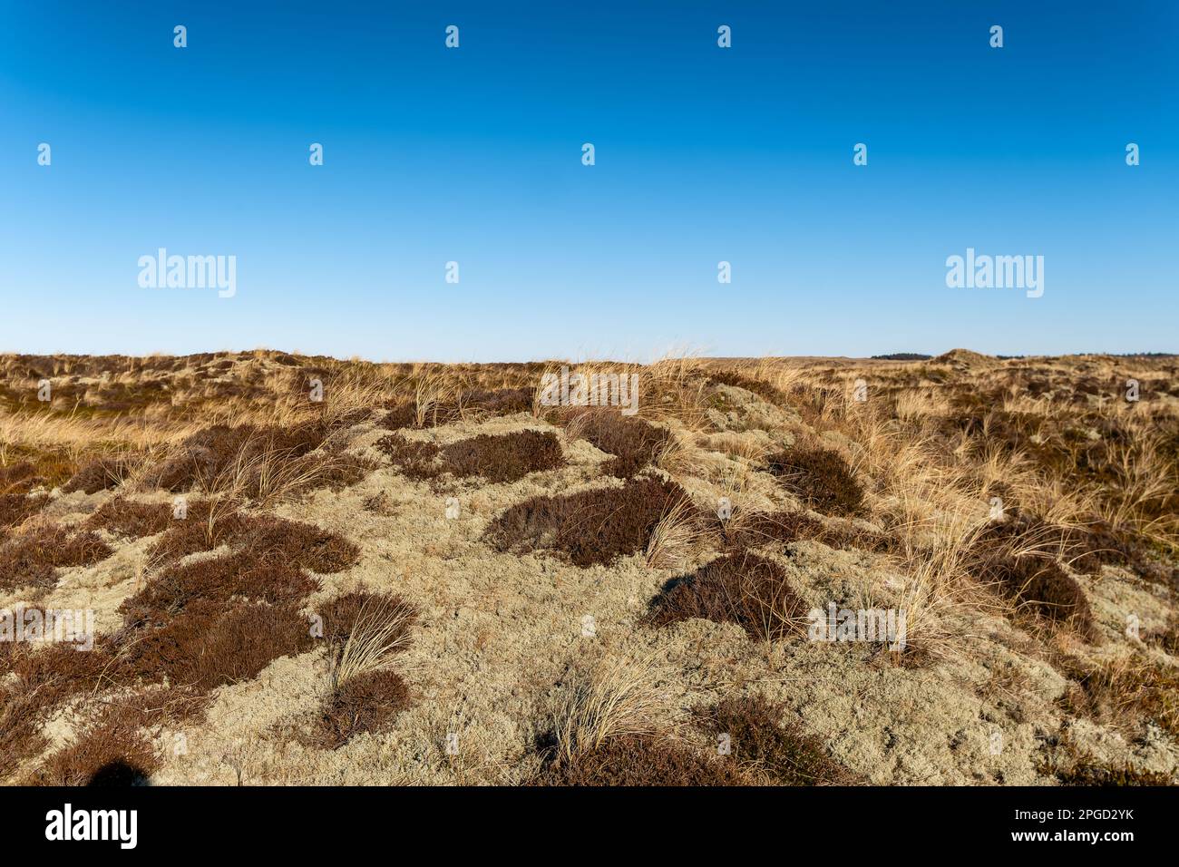 Wilderness behind Lild and Bulberg with dunes and wild plants, Denmark ...