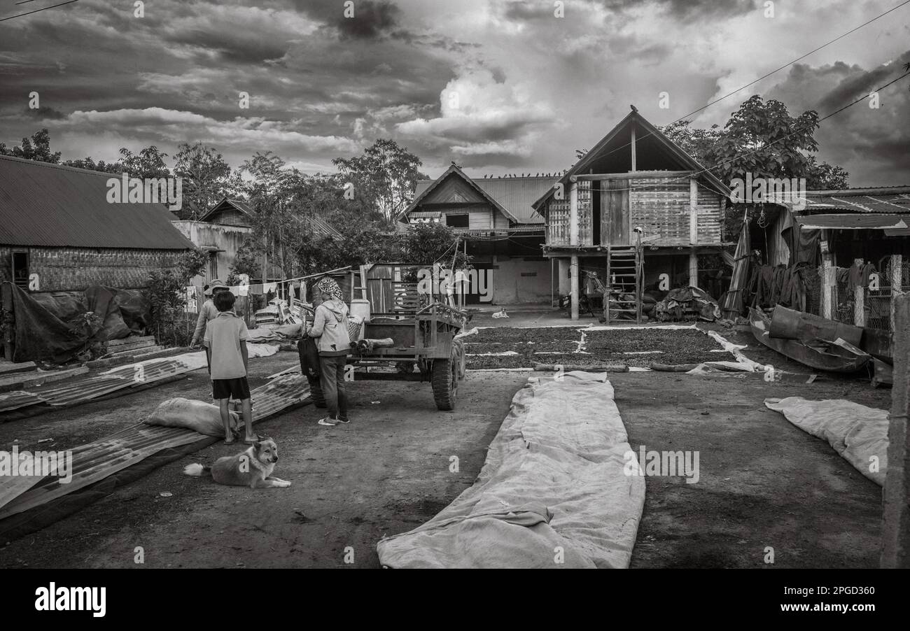 Coffee cherries dry in the courtyard of a traditional Mnong ethnic ...