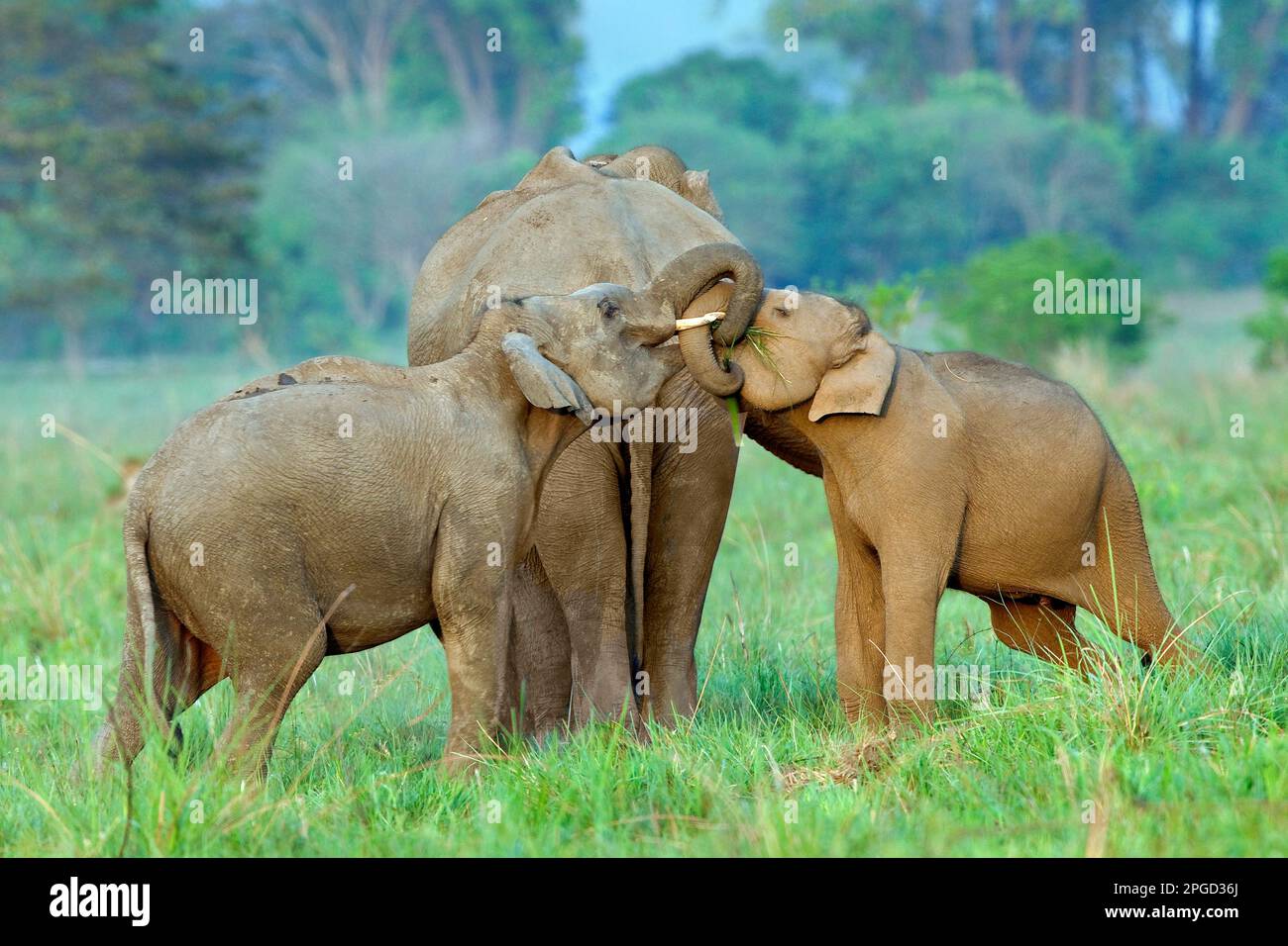 Wildlife horizontal play hi-res stock photography and images - Alamy