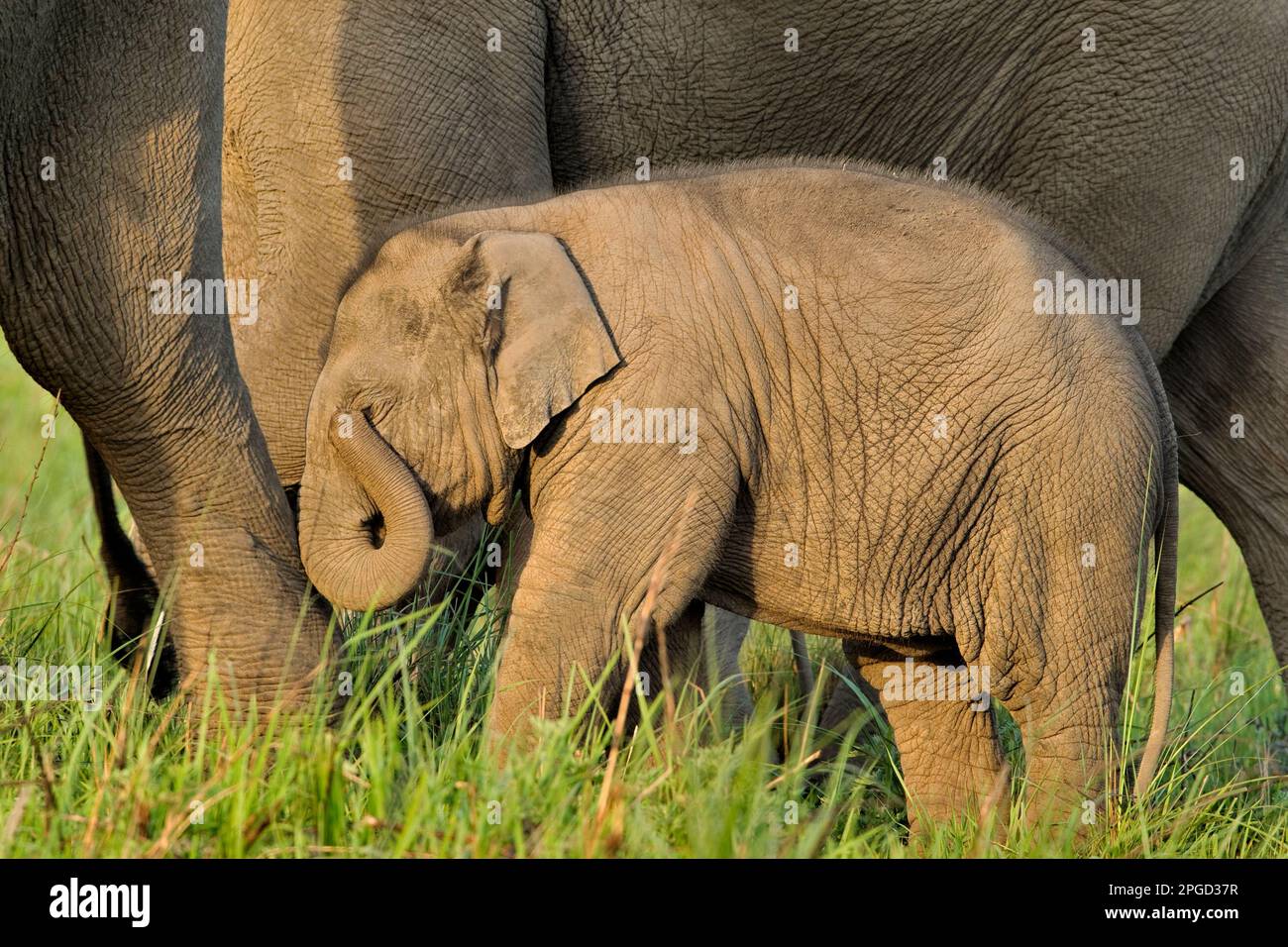 Calf behavior hi-res stock photography and images - Alamy