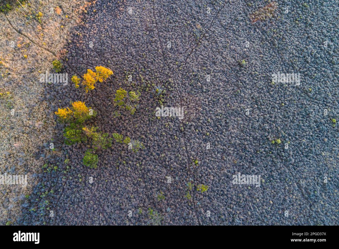 A high angle view of the untouched autumn bog in Sweden, showing trees ...