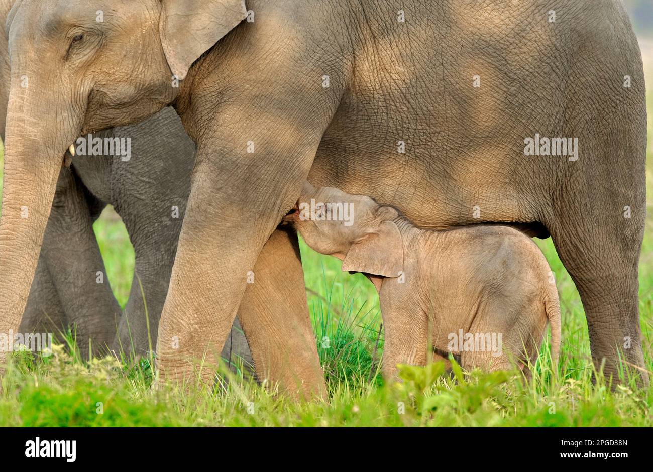 Elephant Calf suckling Stock Photo - Alamy