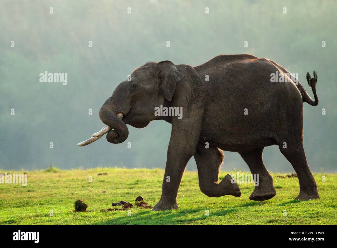 Big tusker angry hi-res stock photography and images - Alamy