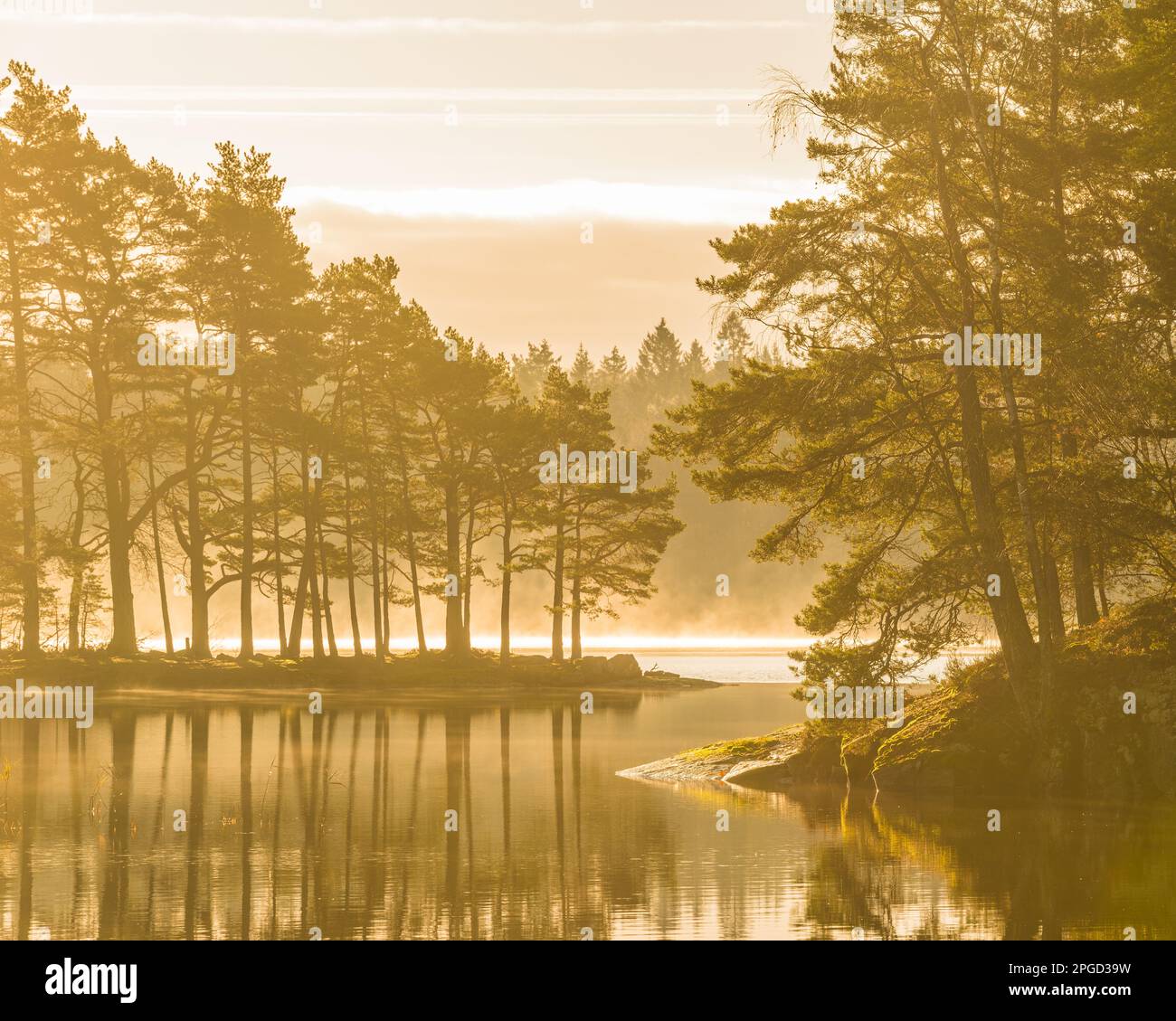 A peaceful sunrise in a Swedish forest, with sun rays reflecting off ...