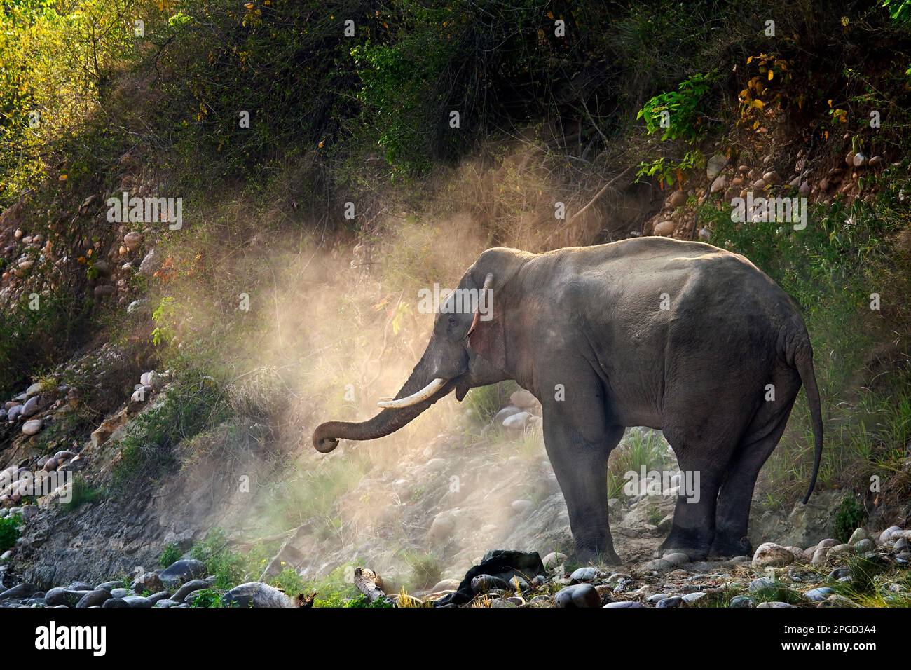 Bull dust hi-res stock photography and images - Alamy