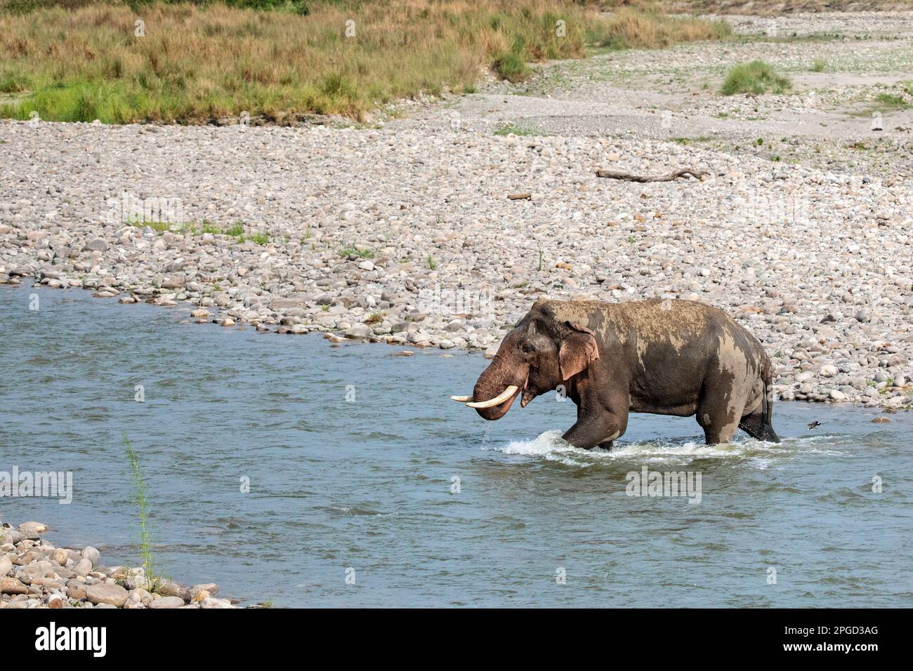 Tusker exploration hi-res stock photography and images - Alamy