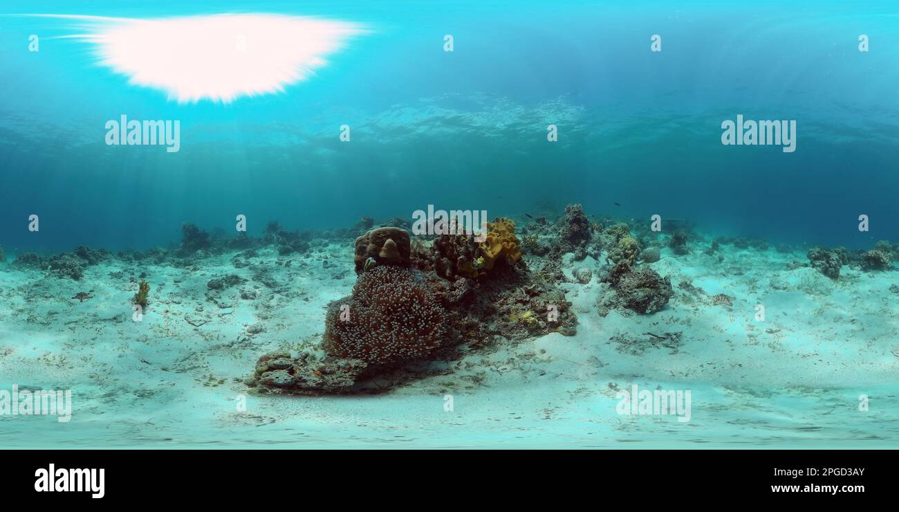 Beautiful underwater landscape with tropical fish and corals ...