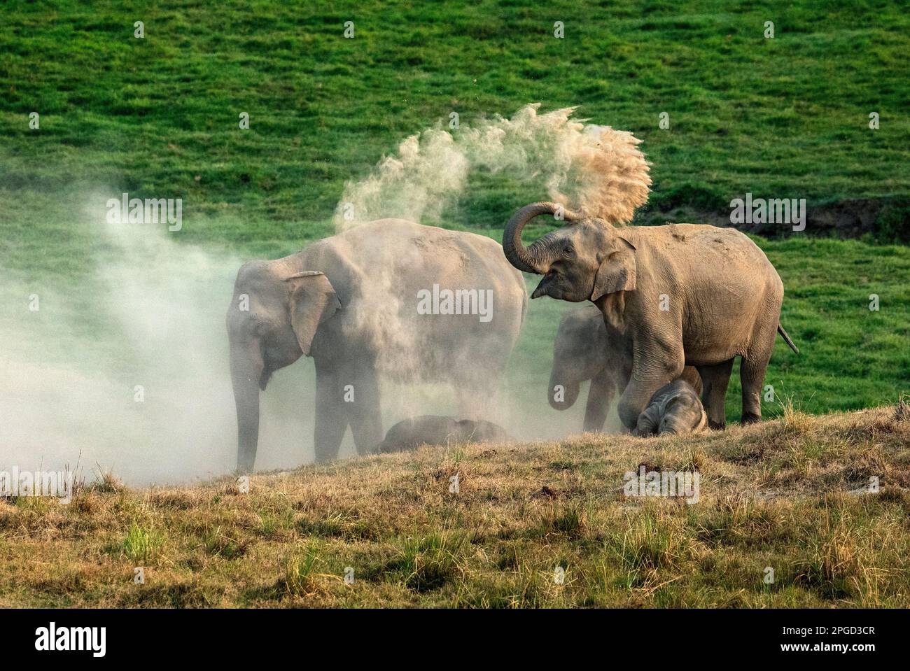 Indian elephant dust bath hi-res stock photography and images - Alamy