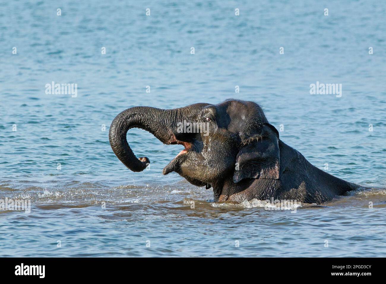 Elephant india water hi-res stock photography and images - Alamy