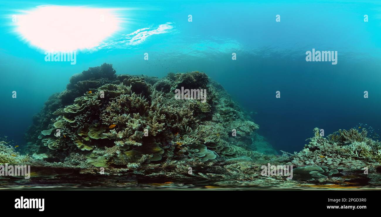Tropical fishes and coral reef at diving. Underwater world with corals ...