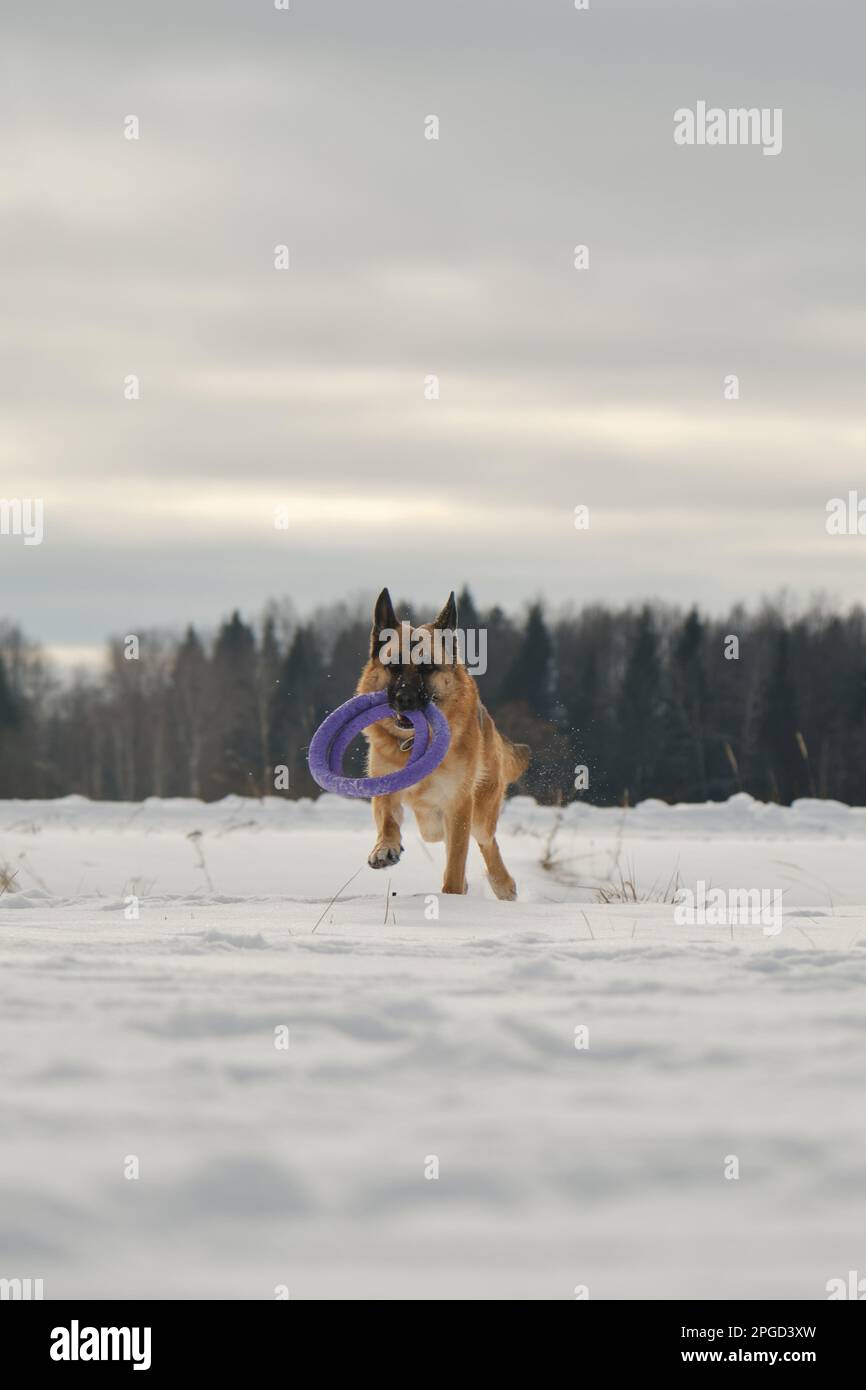 Wal on the snow hi-res stock photography and images - Alamy