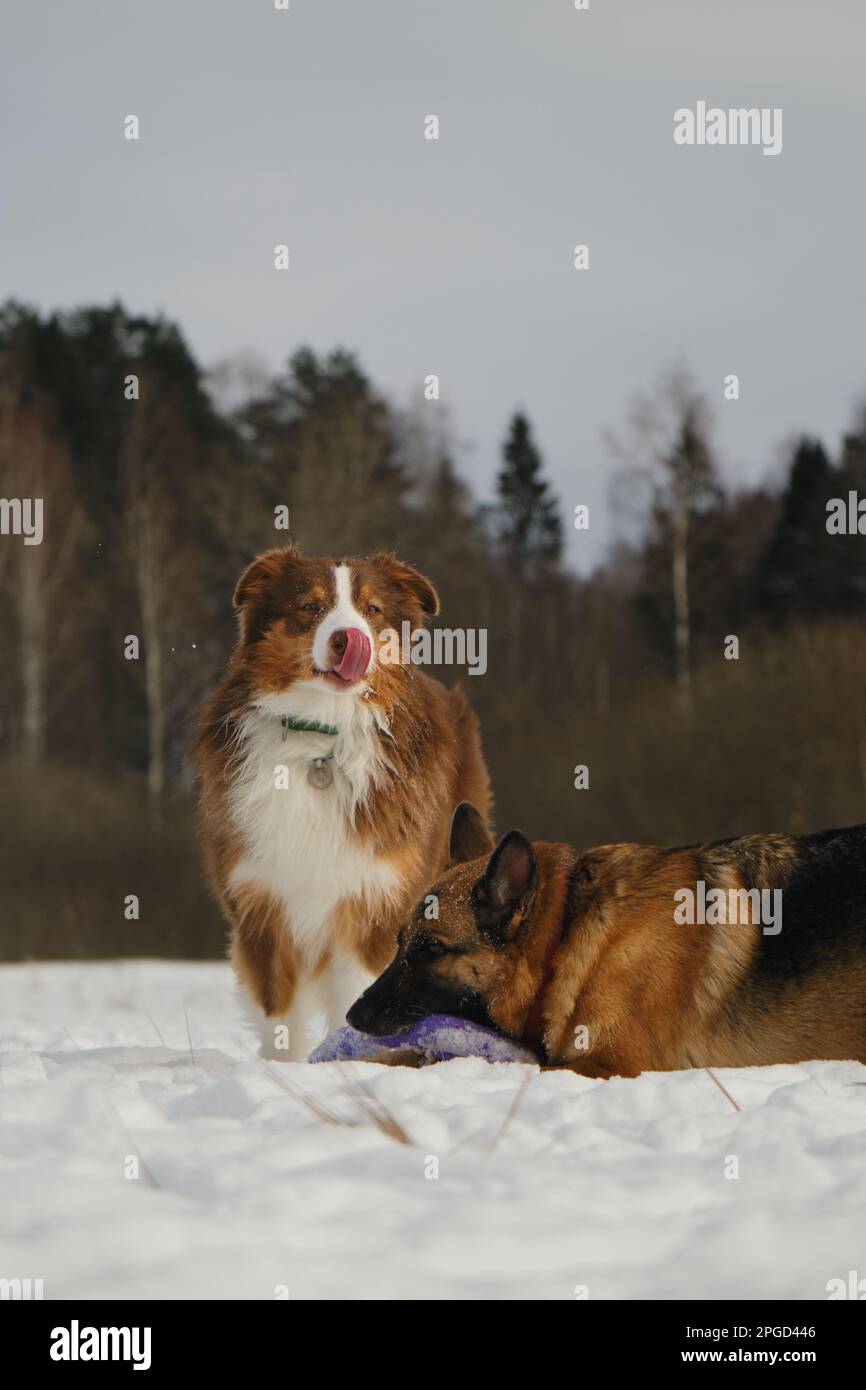 Concept pets have fun in nature without people. Two dogs best friends ...