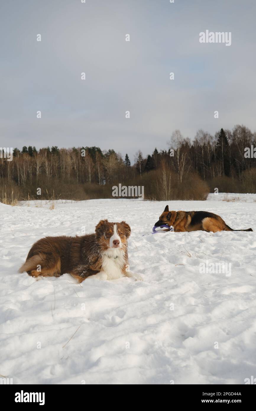Concept pets have fun in nature without people. Two dogs best friends ...