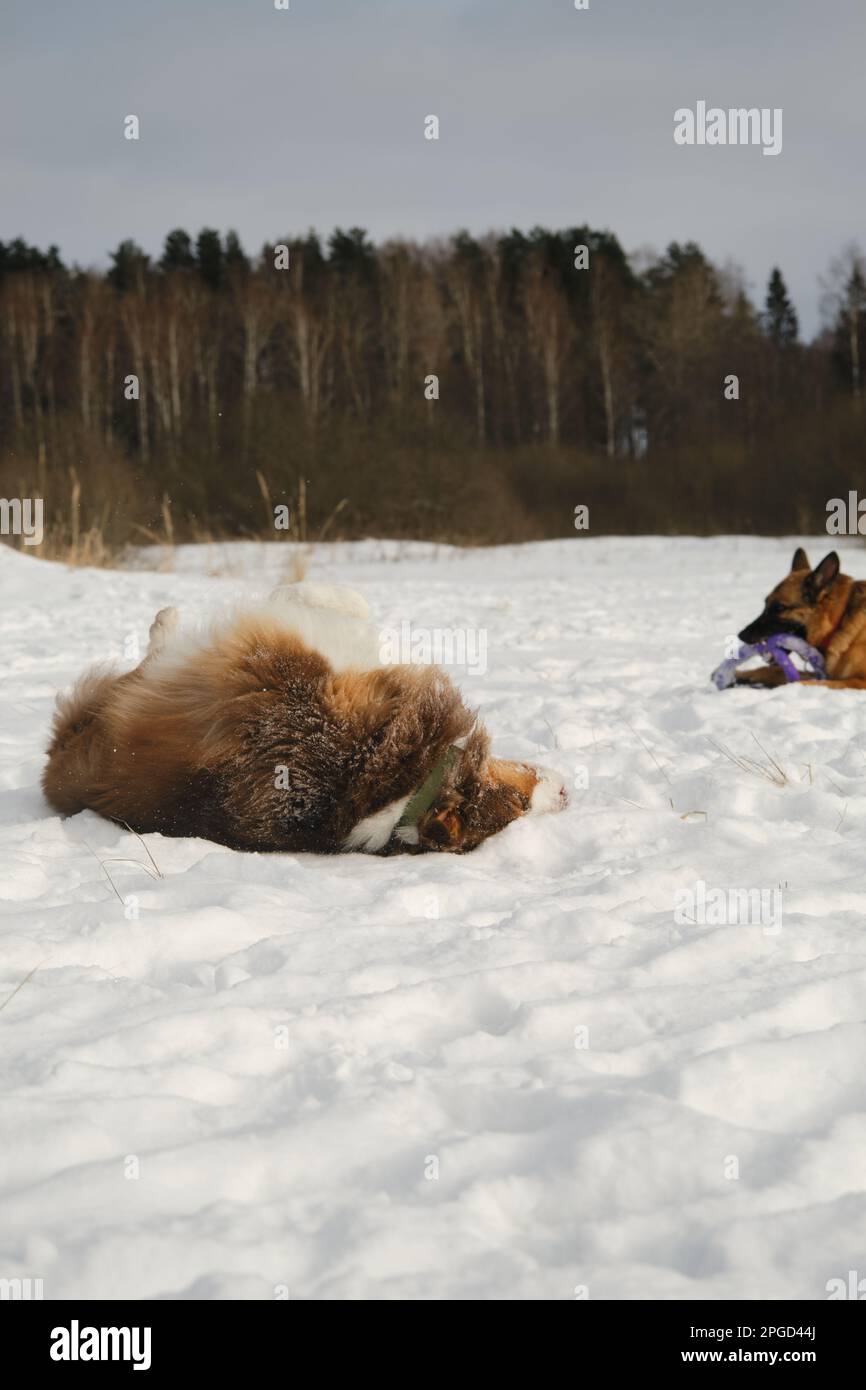 Concept pets have fun in nature without people. Two dogs best friends ...