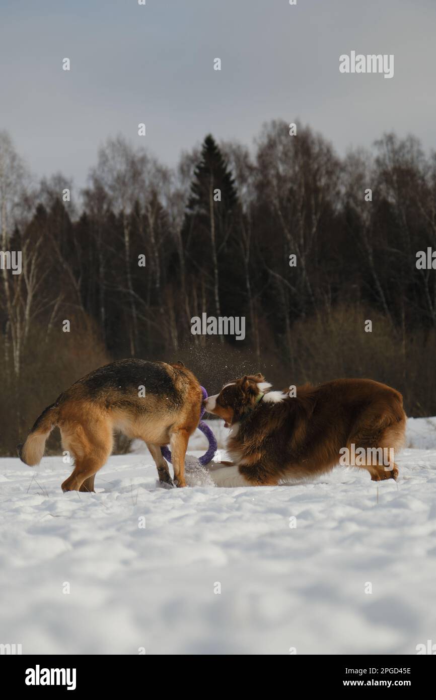 Australian and German Shepherd active and energetic dog breeds. Concept ...