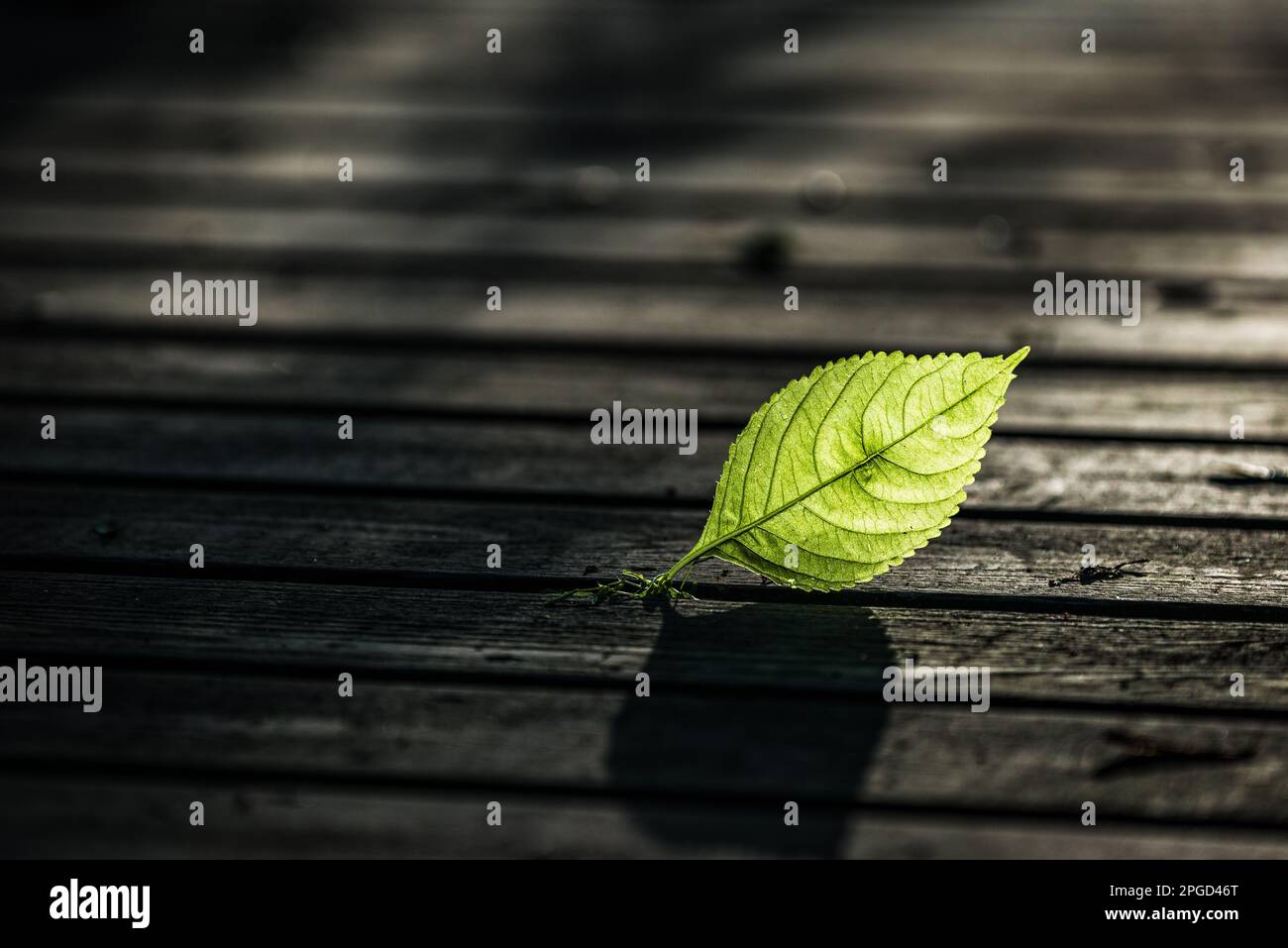Green leaf standing on wooden floor Stock Photo - Alamy