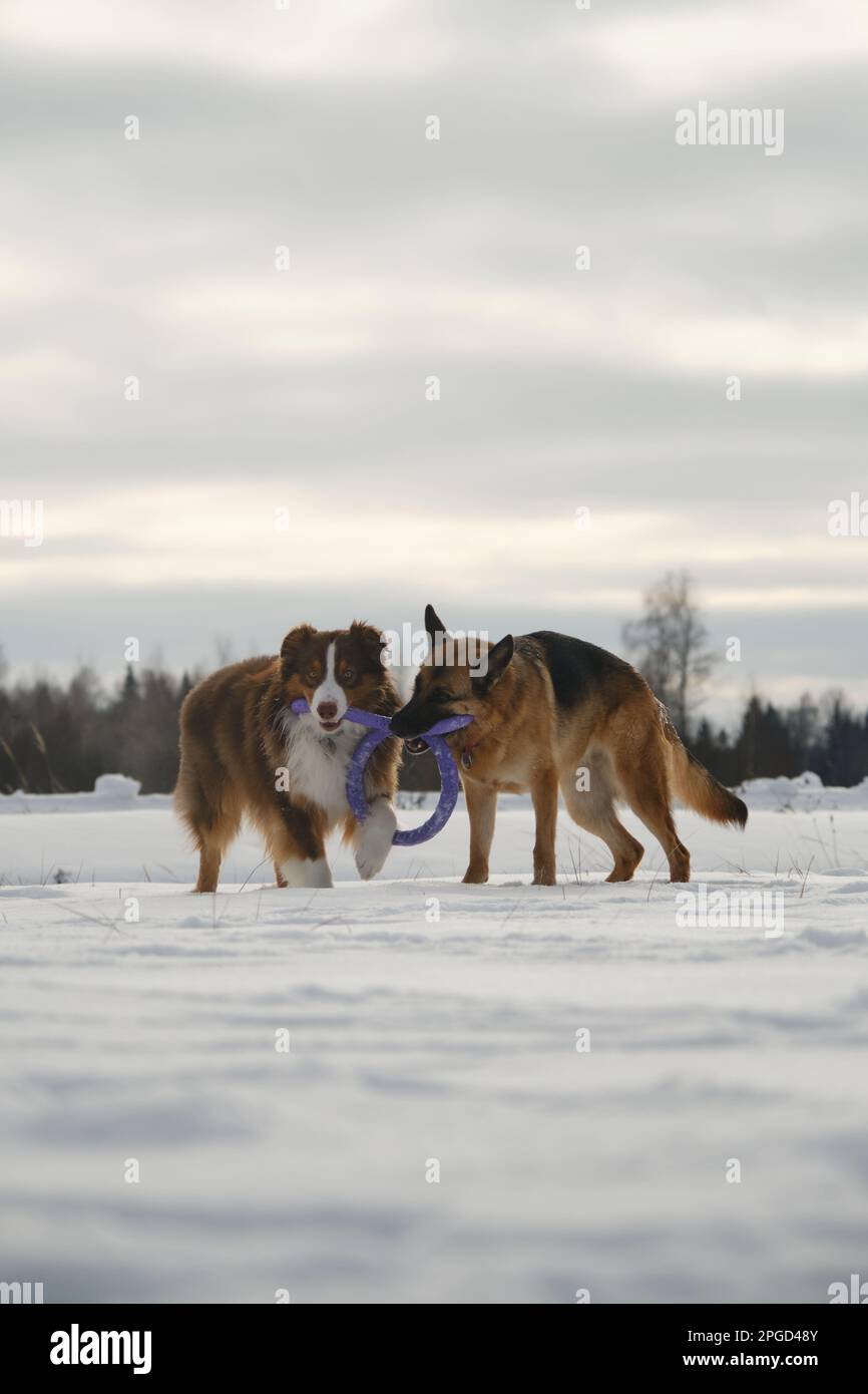 Australian and German Shepherd active and energetic dog breeds. Concept ...
