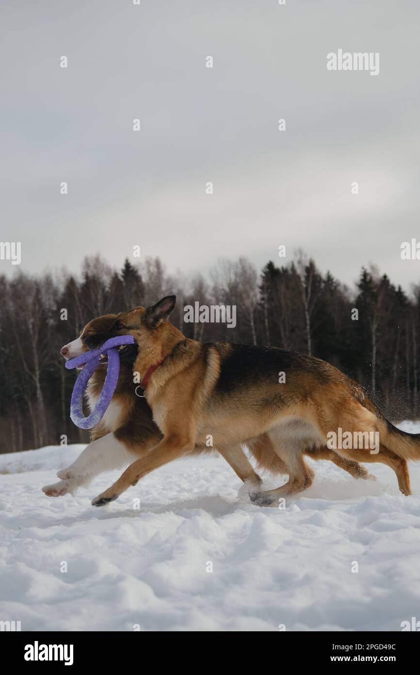 Australian and German Shepherd active and energetic dog breeds. Concept ...