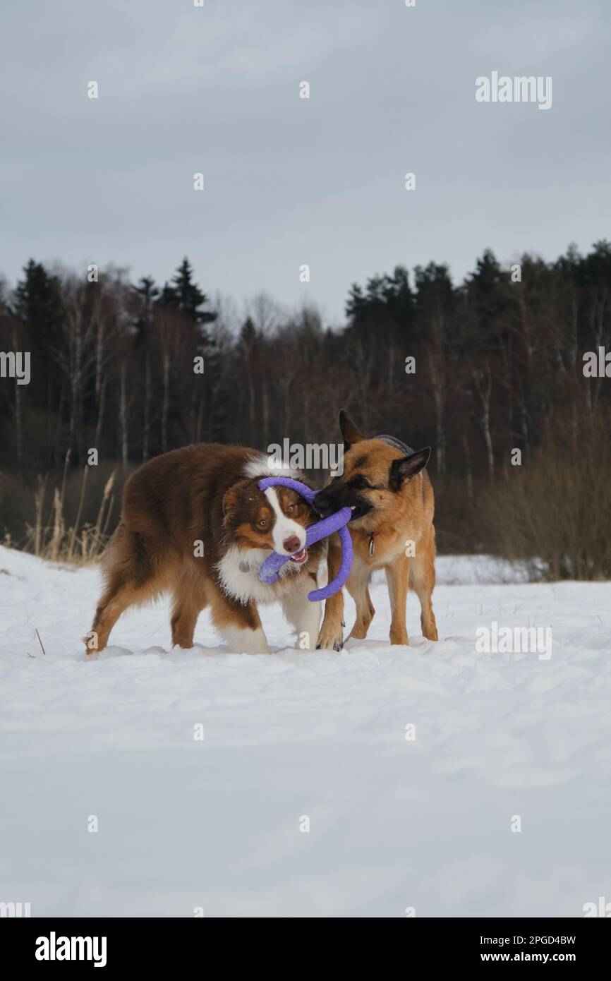 Australian and German Shepherd active and energetic dog breeds. Concept ...