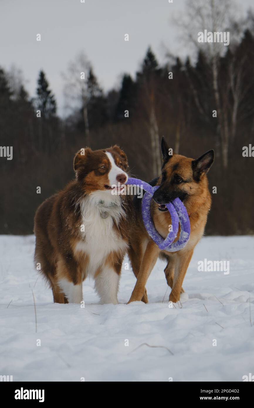 Australian and German Shepherd active and energetic dog breeds. Concept ...