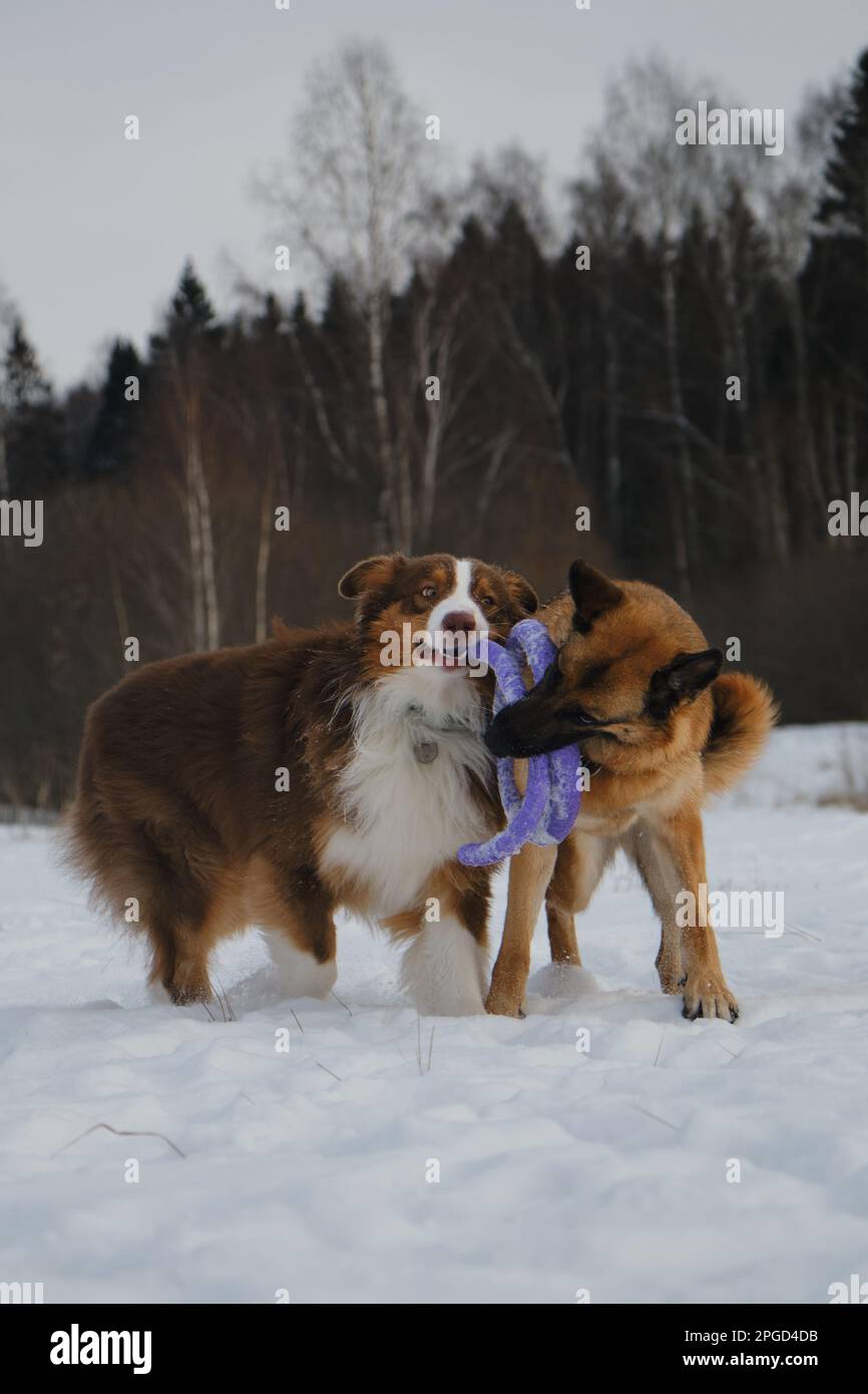 Australian and German Shepherd active and energetic dog breeds. Concept ...