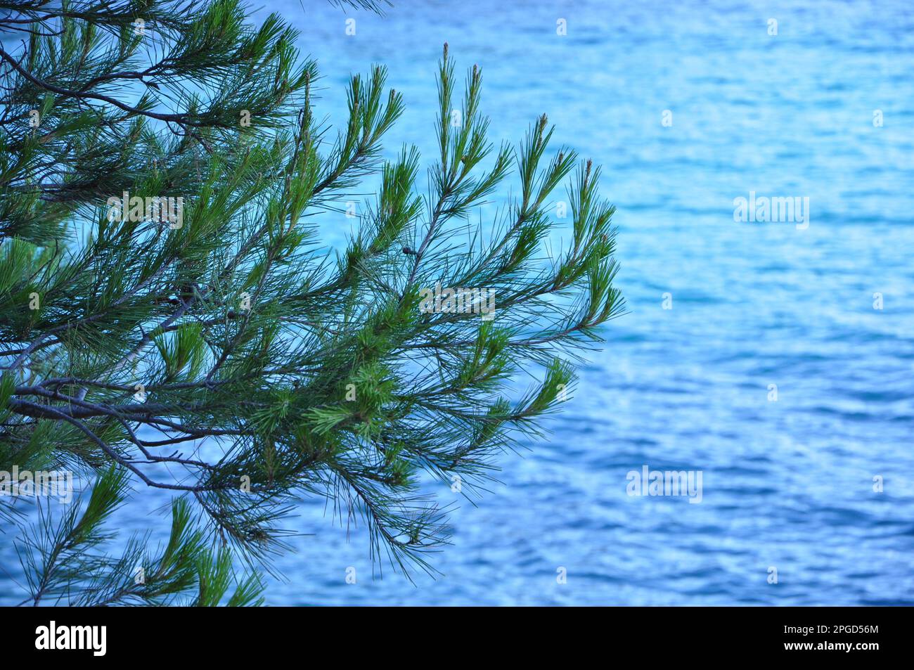 Overlooking evergreen branch over the sea. Green pine tree above the ...