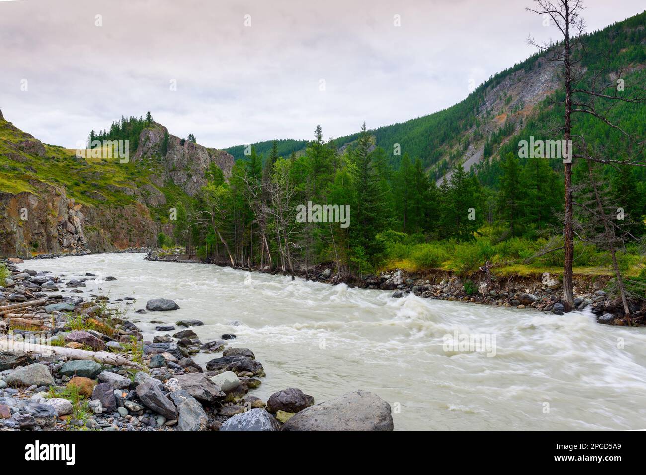 The mountain river Chuya with a fast current and muddy water flows ...