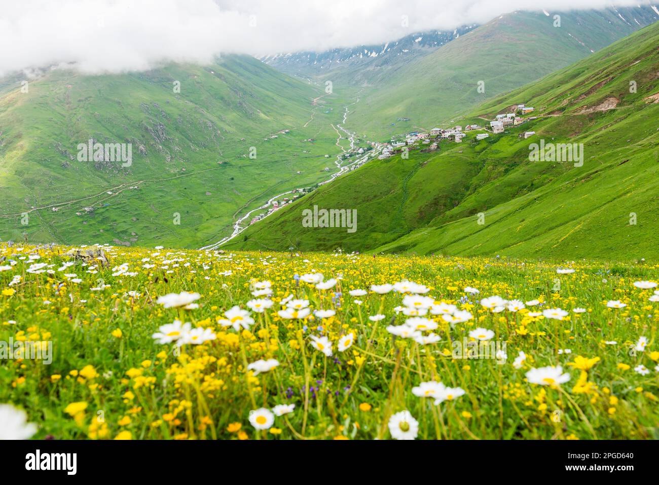 Cicekli Plateau in Camlihemsin district of Rize province. Kackar ...