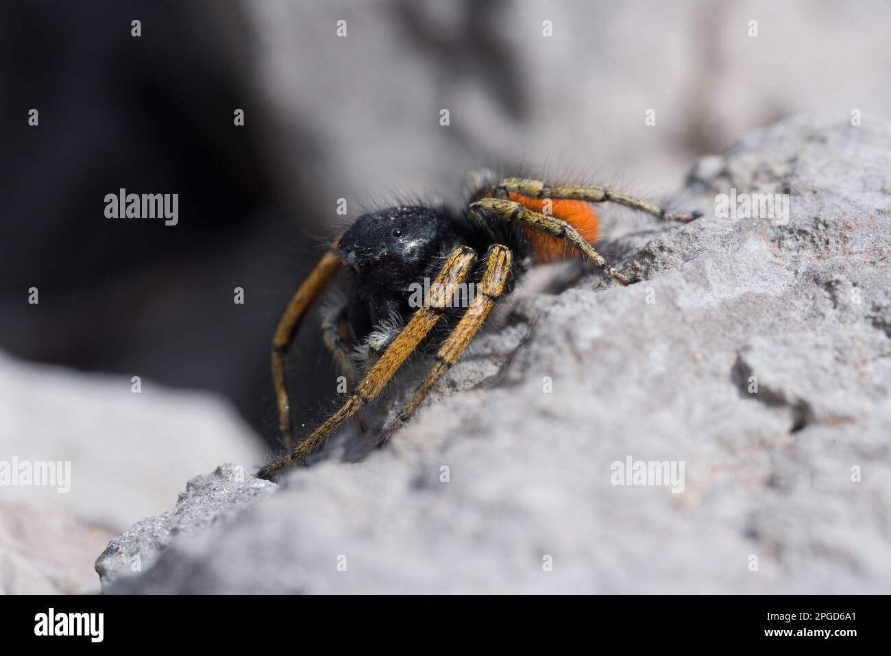 Moscerini hi-res stock photography and images - Alamy