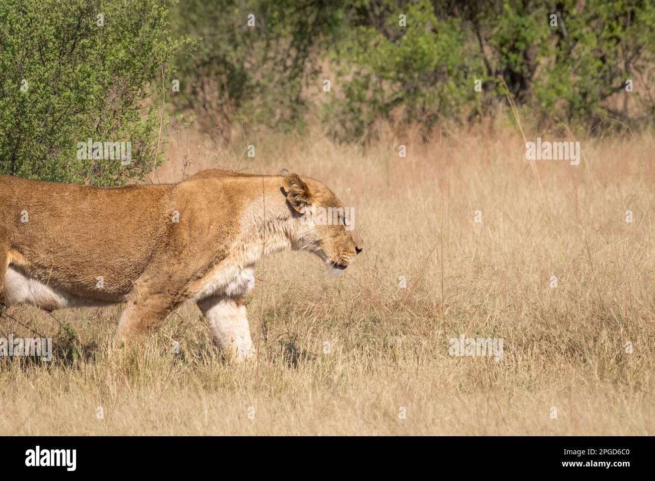 Lioness, (Panthera leo), portrait of the female lion face and body ...