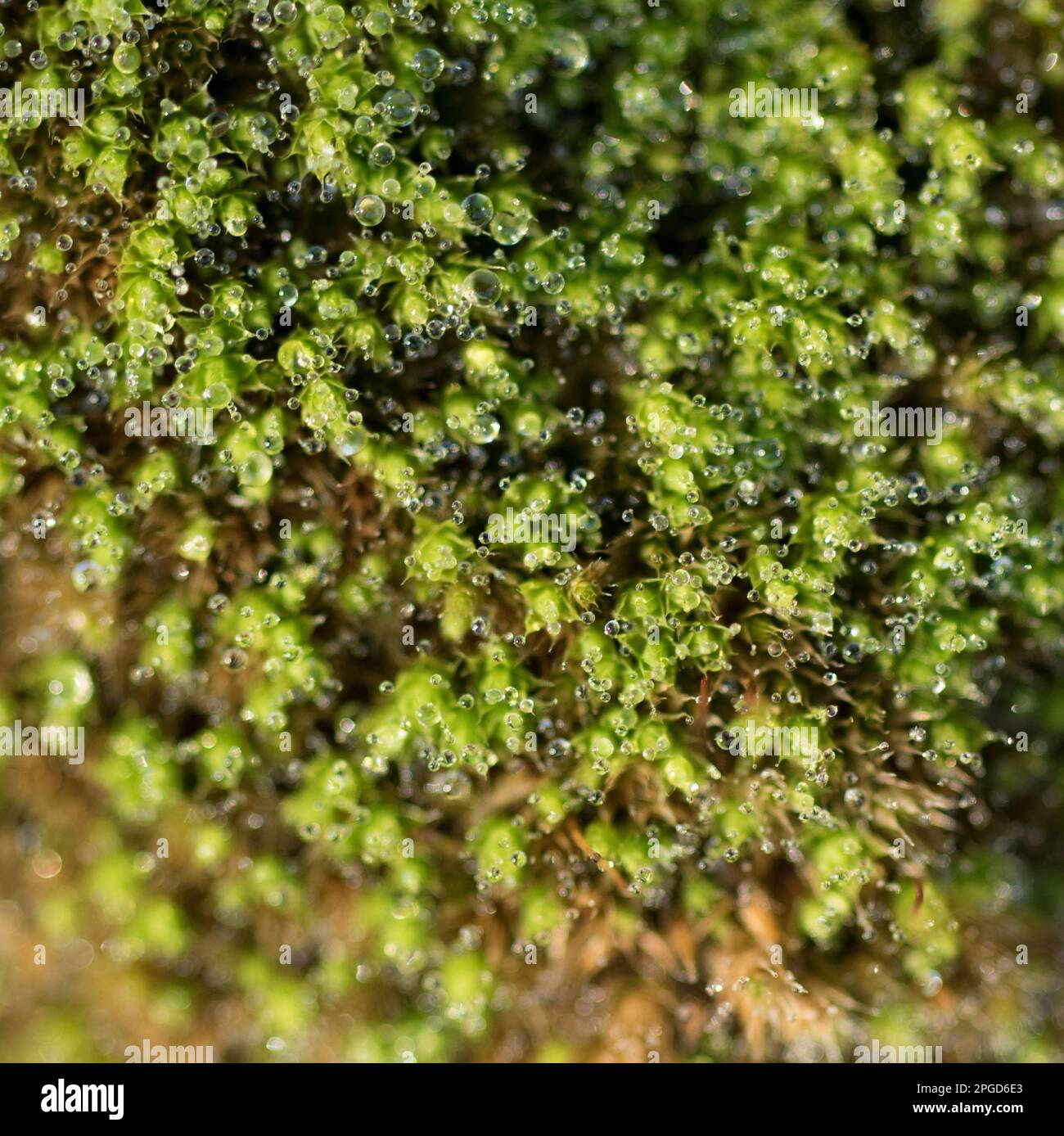 un bel muschio in montagna, il colore verde intenso del muschio Stock ...