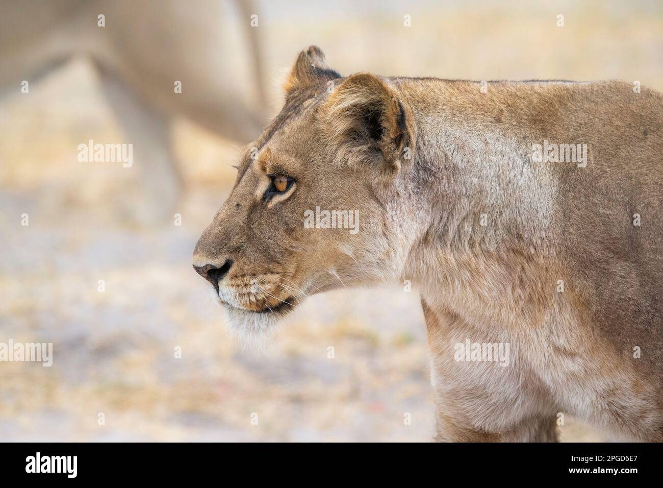 Lioness, (Panthera leo), portrait of the female lion face and head ...