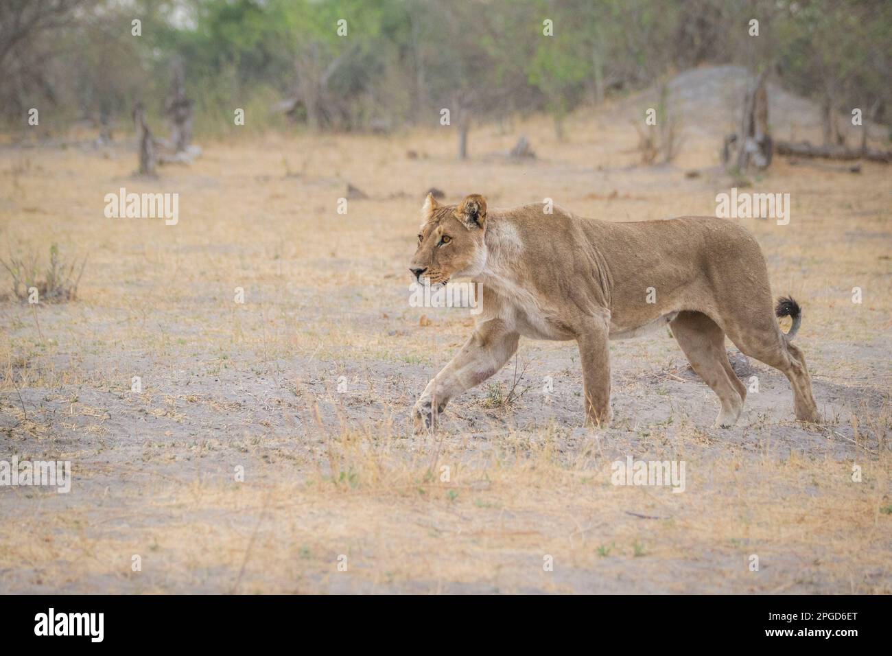 Lioness, (Panthera leo), crosses from right to left in bushland ...